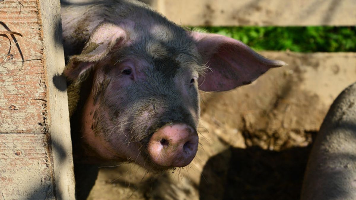 Farmári v núdzi: Keď to môžu žrať svine, tak aj my | TV Markíza