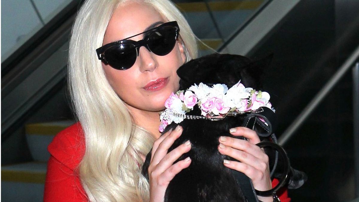 Pozná trest! Muž, ktorý ukradol Lady Gage psov, si posedí dlhé roky ...