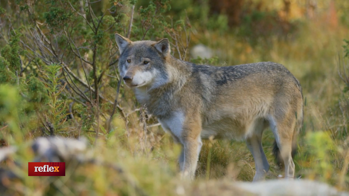 Vlk pod zákonom | TV Markíza
