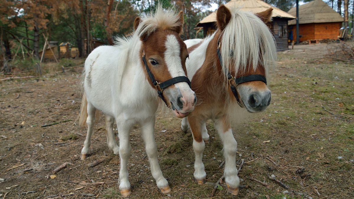Poriadne ródeo na Farme: Poníky si robia z ľudí dobrý deň | TV Markíza
