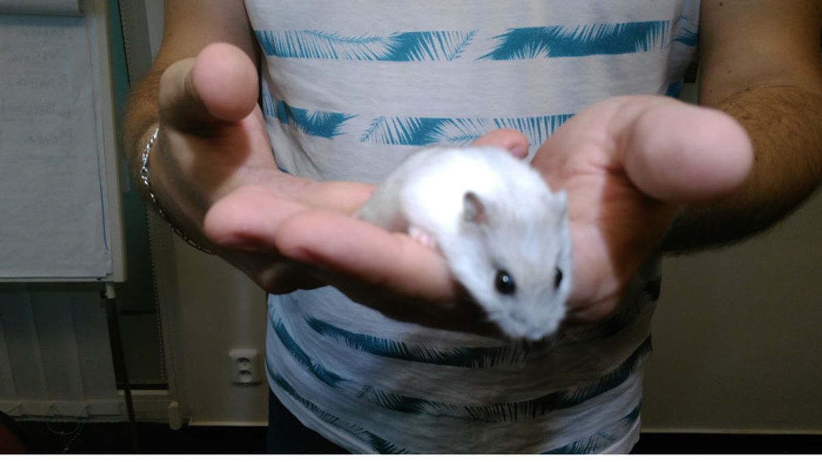 Nová hviezda Telerána: Aké tipy dodá Tippy? | TV Markíza